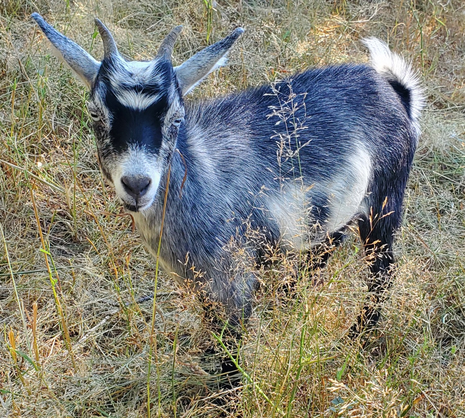 Goats – Little Animal Farm, LLC